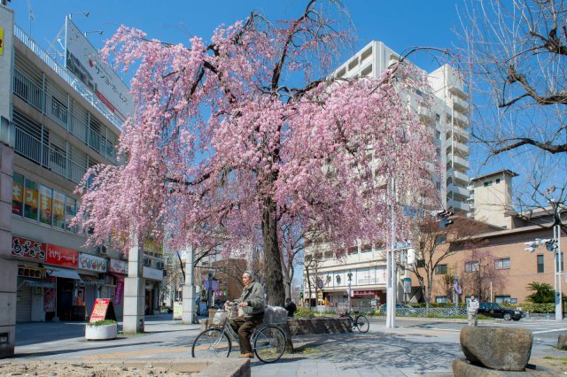 Mỹ làm suy thoát nền kinh tế Nhật Bản như thế nào? | AI Hay - Hỏi ngay ...