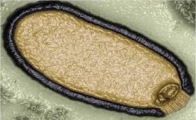 💀 chừng nào virus zombie bùng phát | AI Hay - Hỏi ngay đáp hay