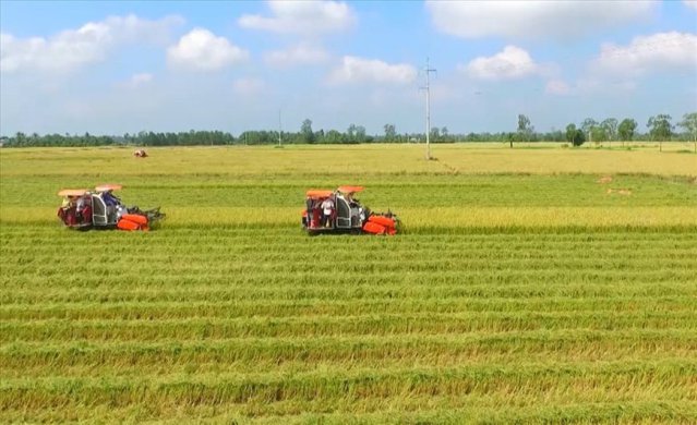 Trồng cây lâu năm trên đất lúa, bồi thường theo điều nào Luật Đất đai ...